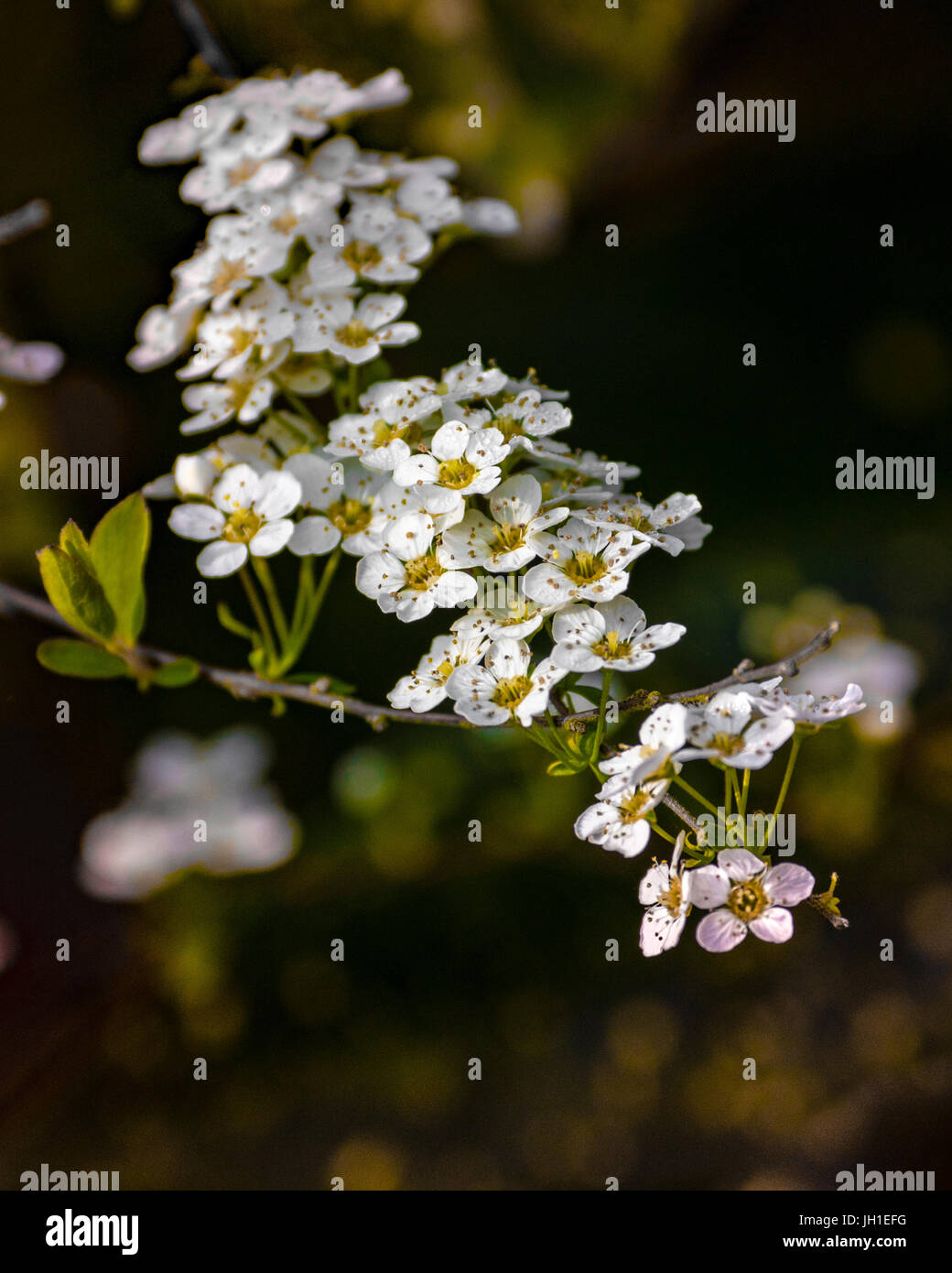 White cream shrub garden spring hi-res stock photography and images - Alamy