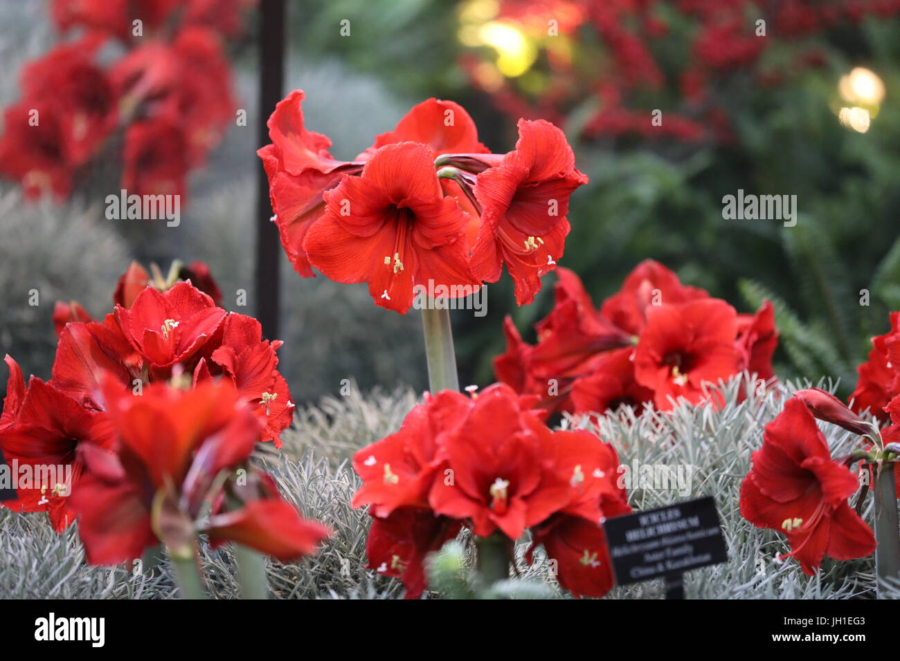 Tropical red flower hi-res stock photography and images - Alamy