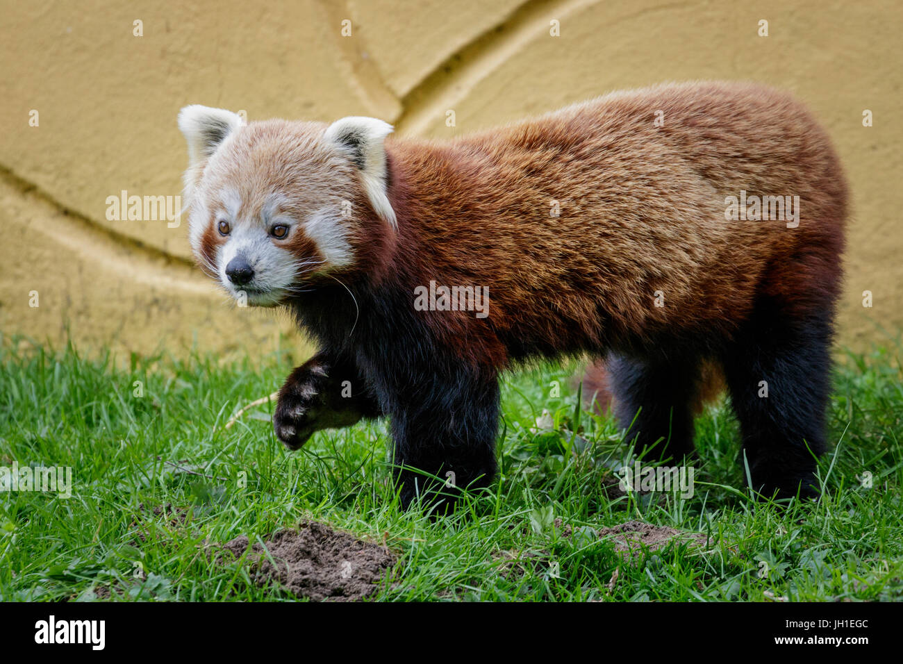 Red panda side view hi-res stock photography and images - Alamy