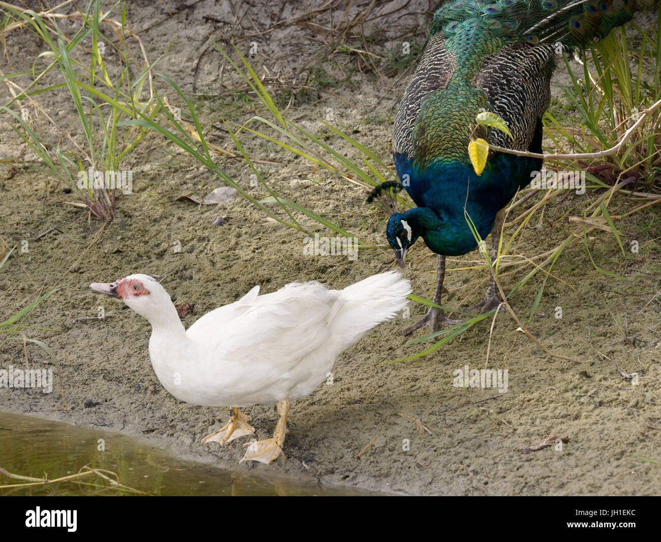 Bird, Peacock-Indian, duck, Lençois, Atins, Maranhão, Brazil Stock ...