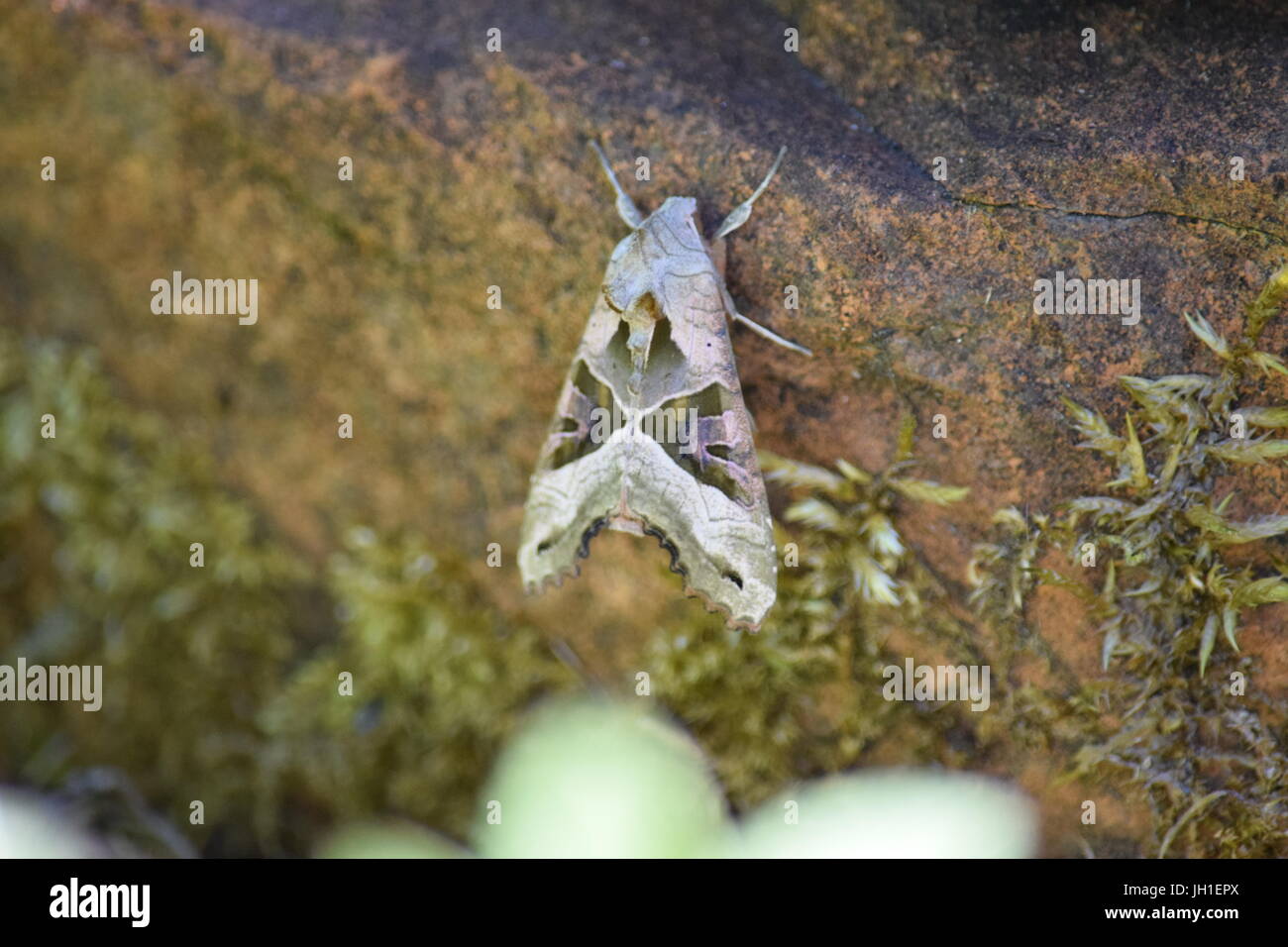 Angel shades moth hi-res stock photography and images - Alamy