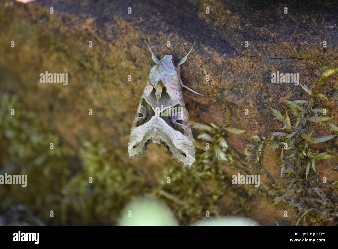 Angel shades moth Stock Photo - Alamy
