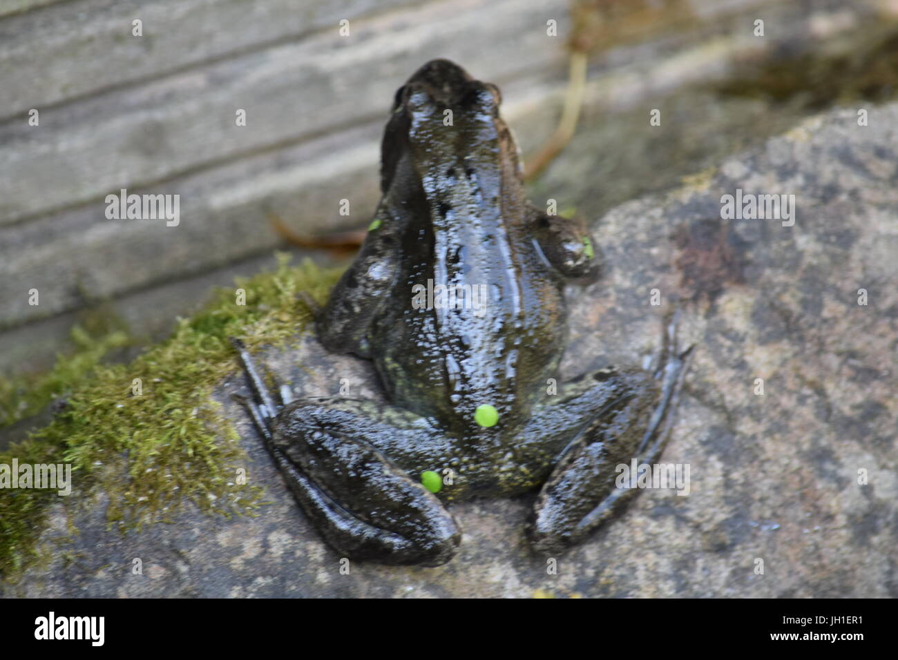 Squatting frog hi-res stock photography and images - Alamy