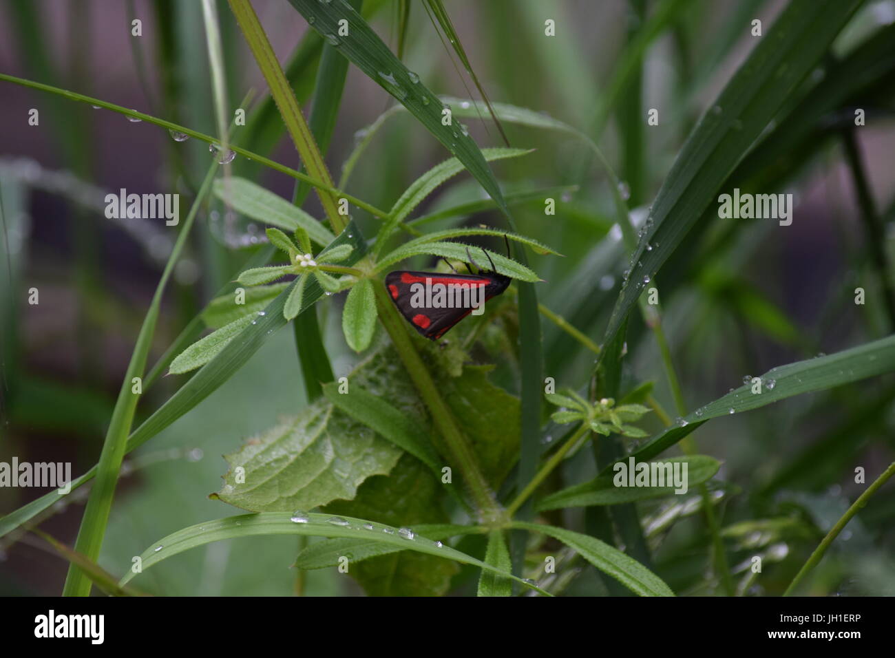 Sticky willy hi-res stock photography and images - Alamy