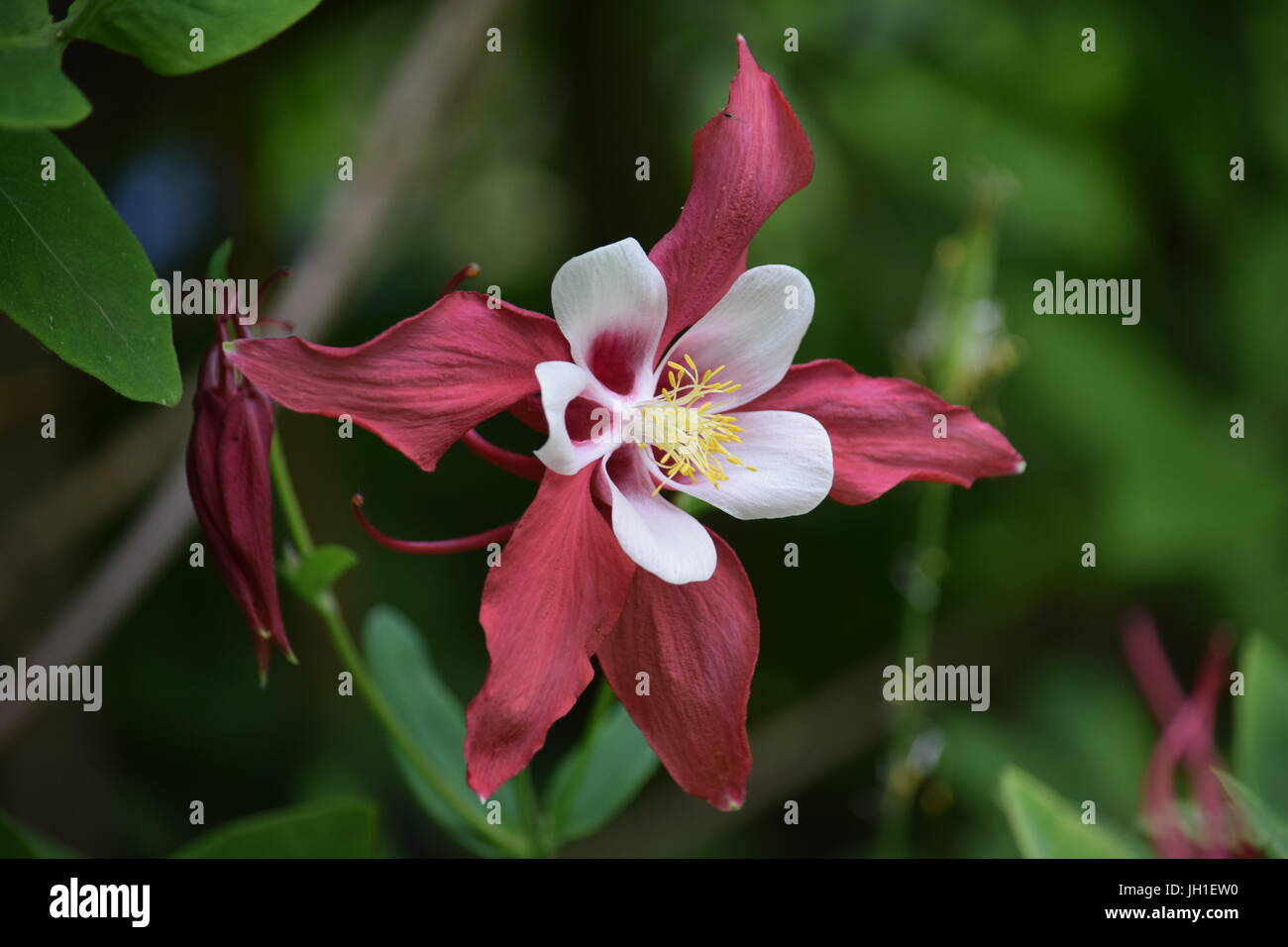 Angels bonnet hi-res stock photography and images - Alamy