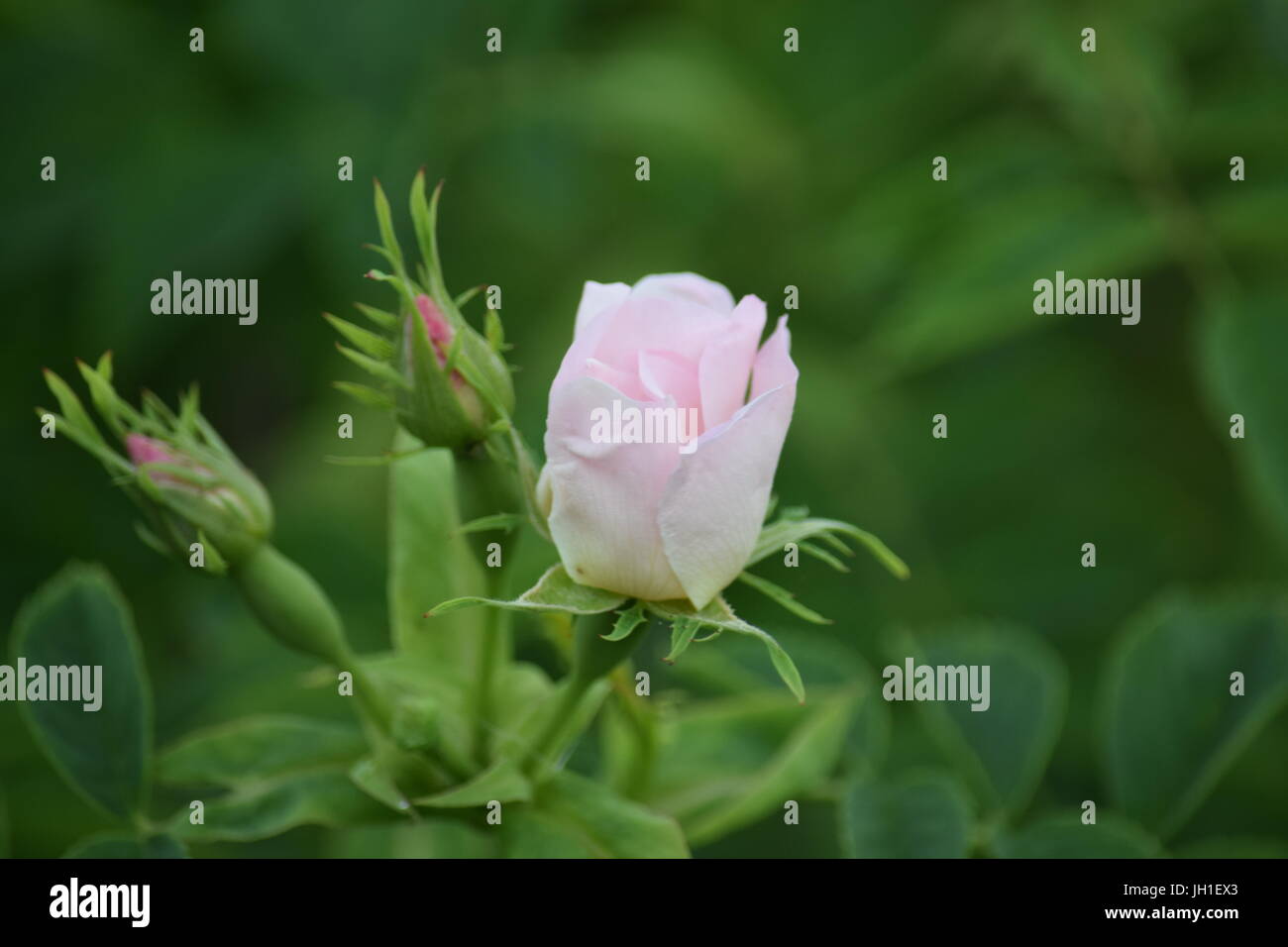 Rose bud opening Stock Photo - Alamy