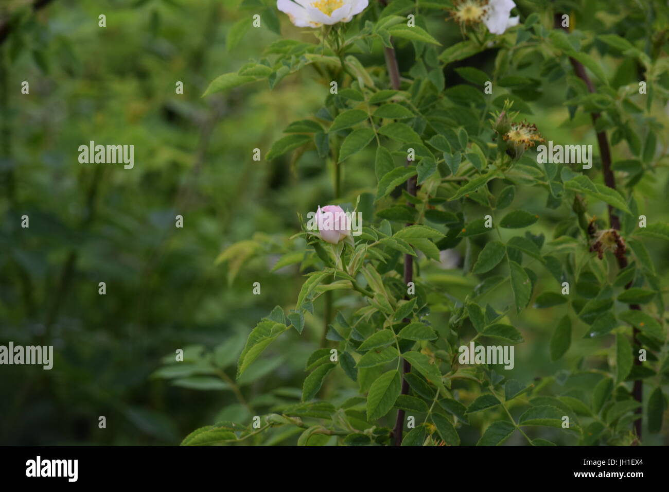 Garden glower hi-res stock photography and images - Alamy