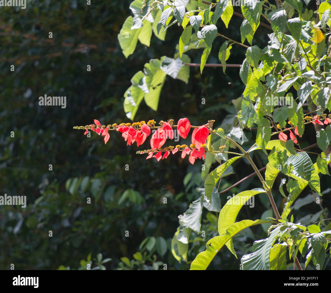 Chaconia (Pride of Trinidad & Tobago or Wild Poinsettia): Warszewiczia ...