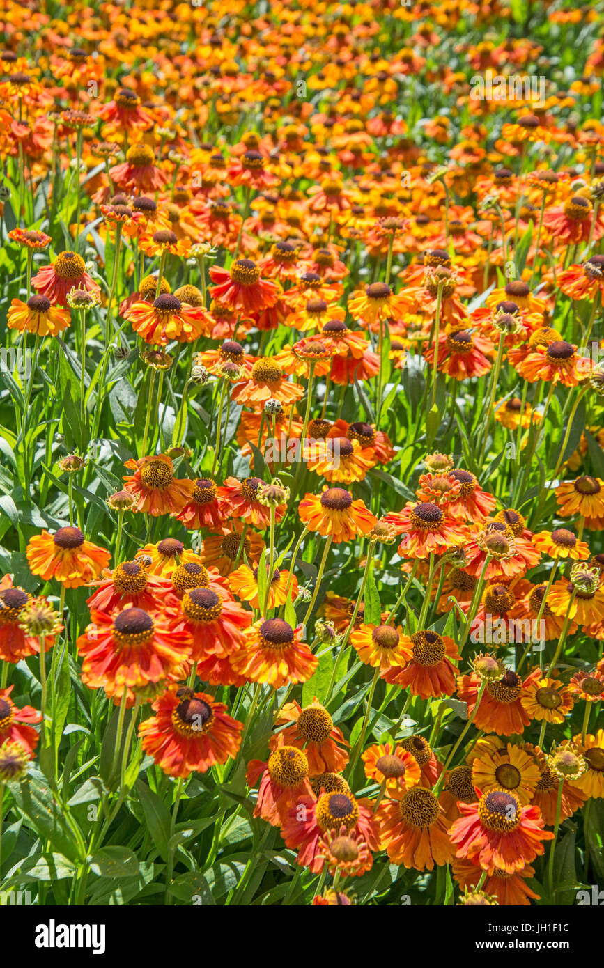 Helenium "Sahin's Early Flowerer Stock Photo - Alamy
