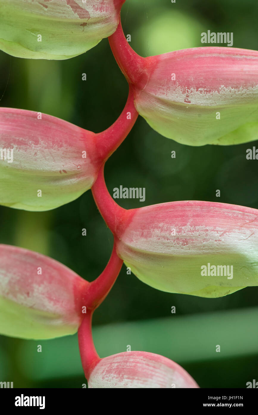 Heliconia plant hi-res stock photography and images - Alamy