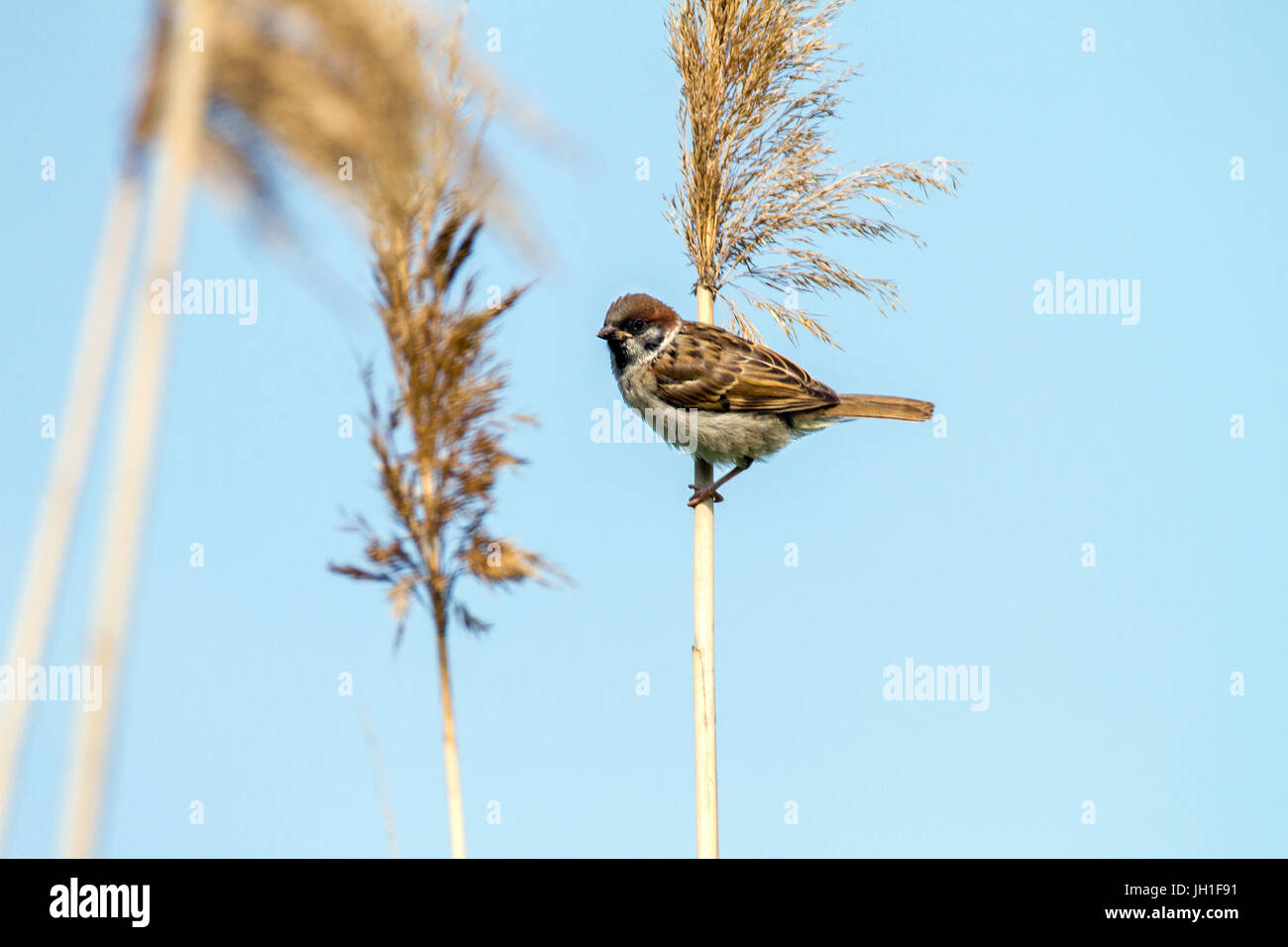 Stalk bird hi-res stock photography and images - Alamy