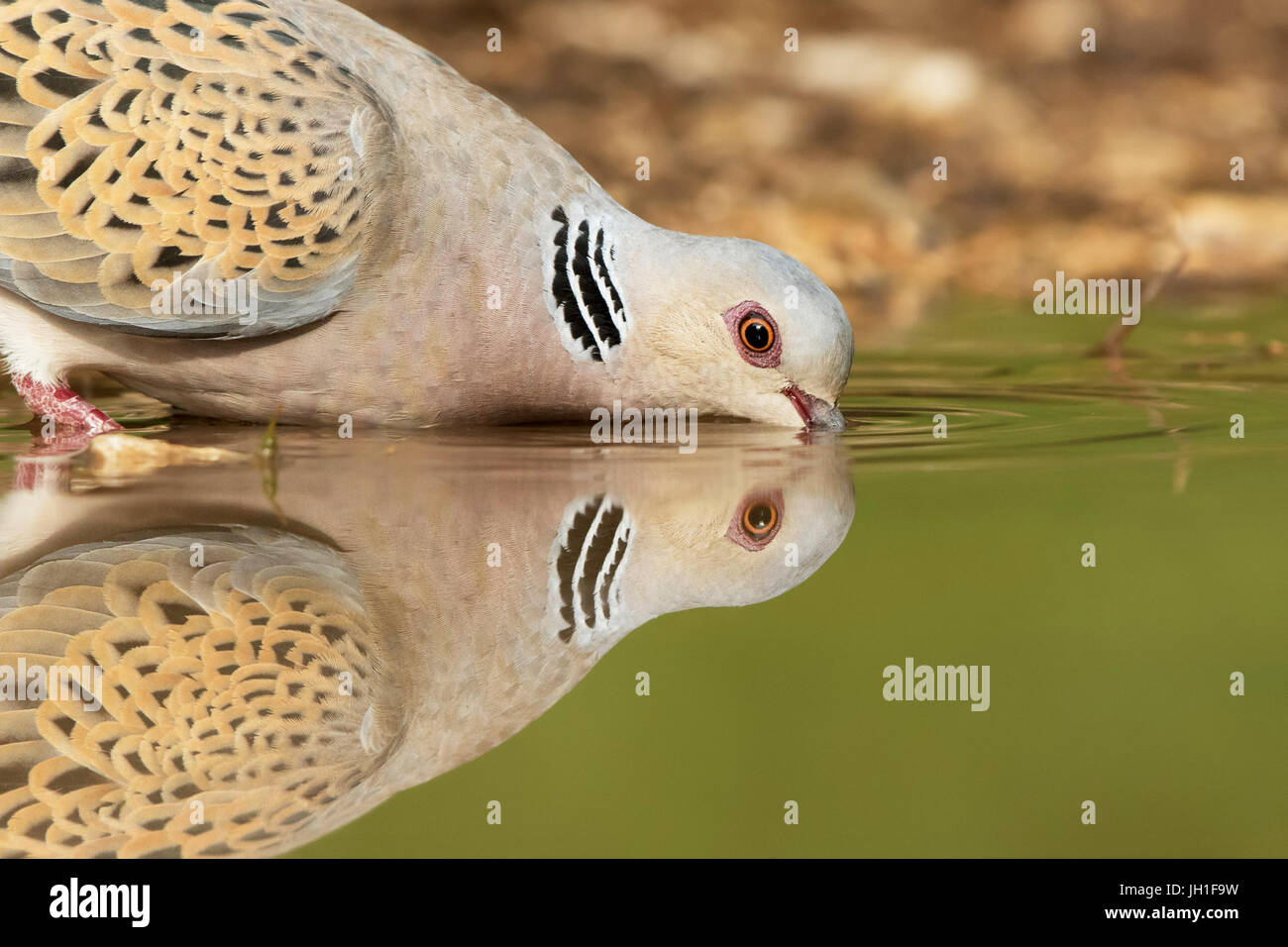 Thirsty birds hi-res stock photography and images - Alamy