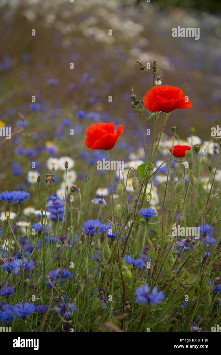 Coquelicot flower hi-res stock photography and images - Alamy