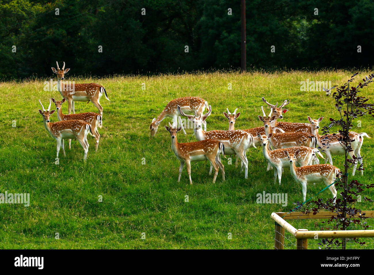 Magnificent fallow deer in a parkland setting in spotty summer coats ...