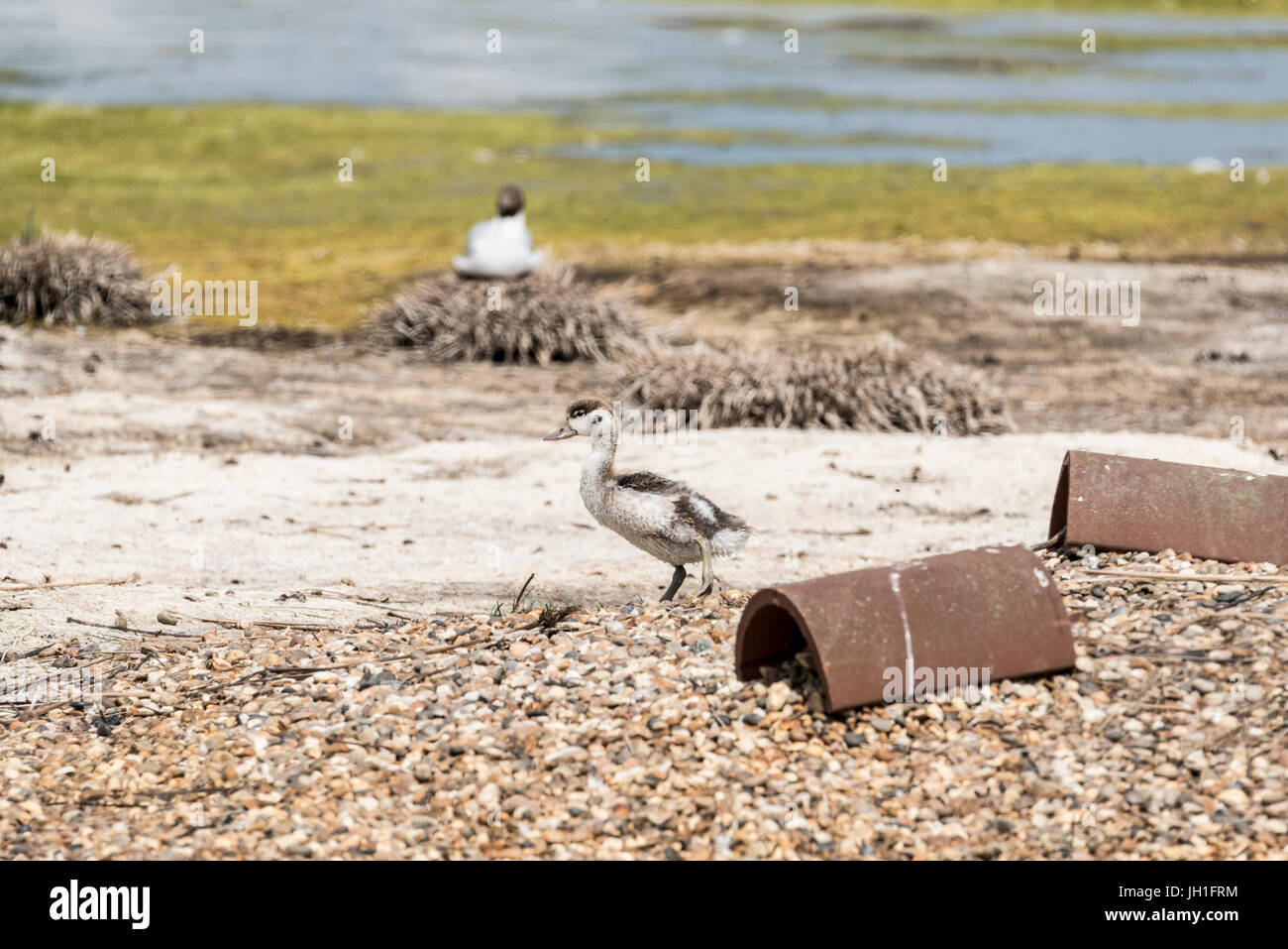 A standing Shelduck chick (Tadorna tadorna Stock Photo - Alamy