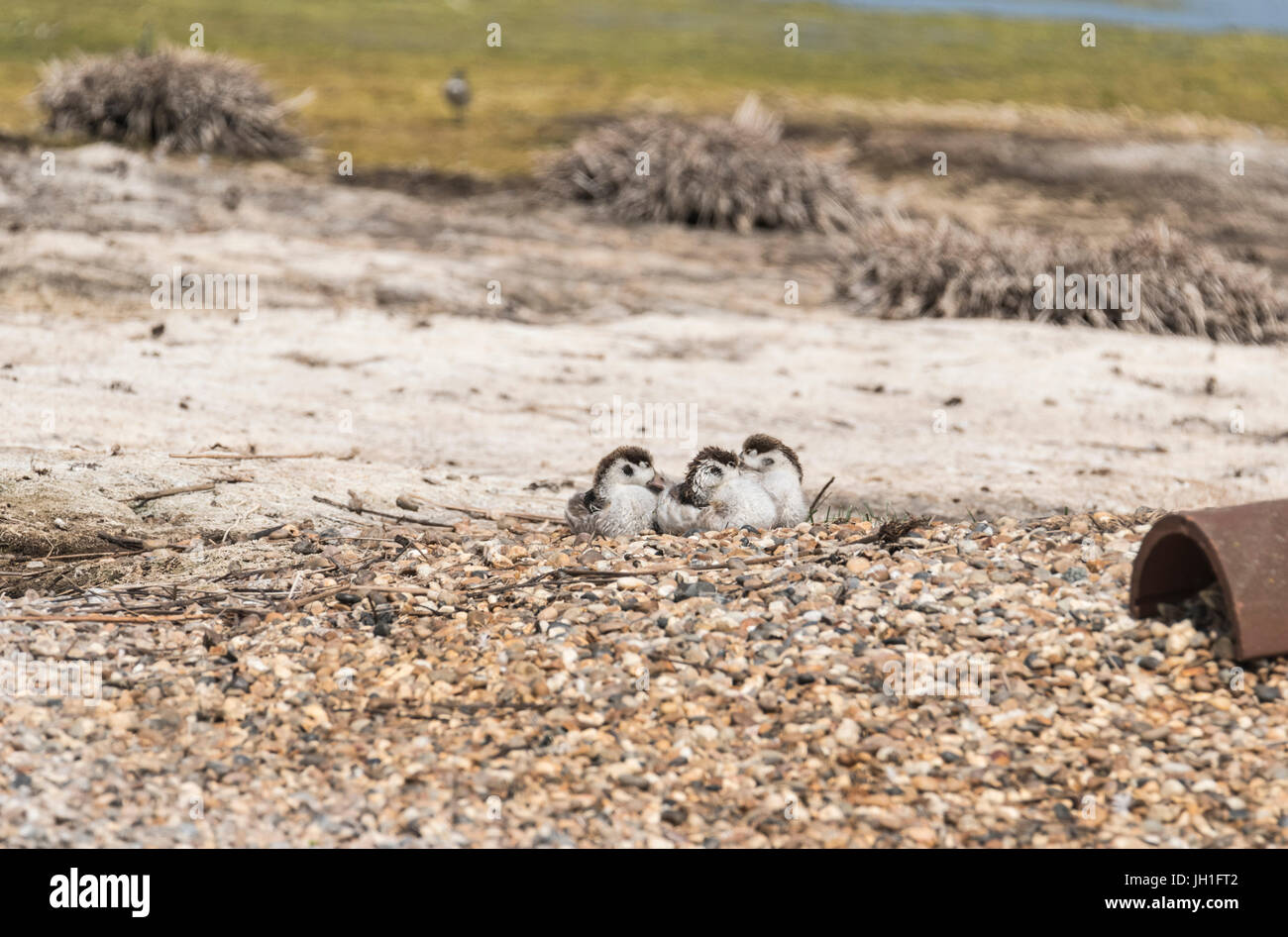 Ducks sitting down hi-res stock photography and images - Alamy