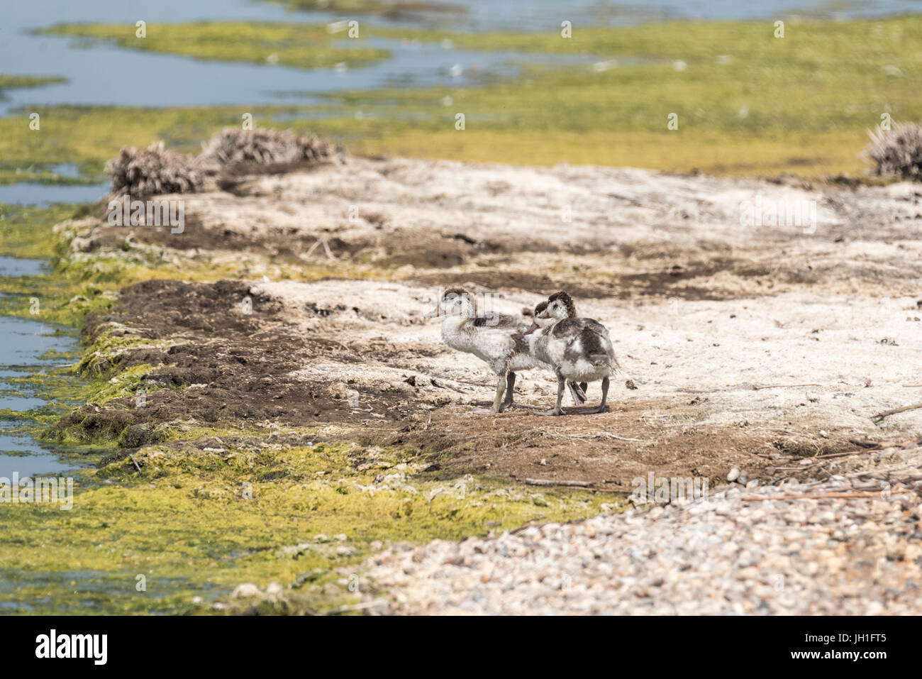 Three Shelduck chick (Tadorna tadorna) standing together Stock Photo ...