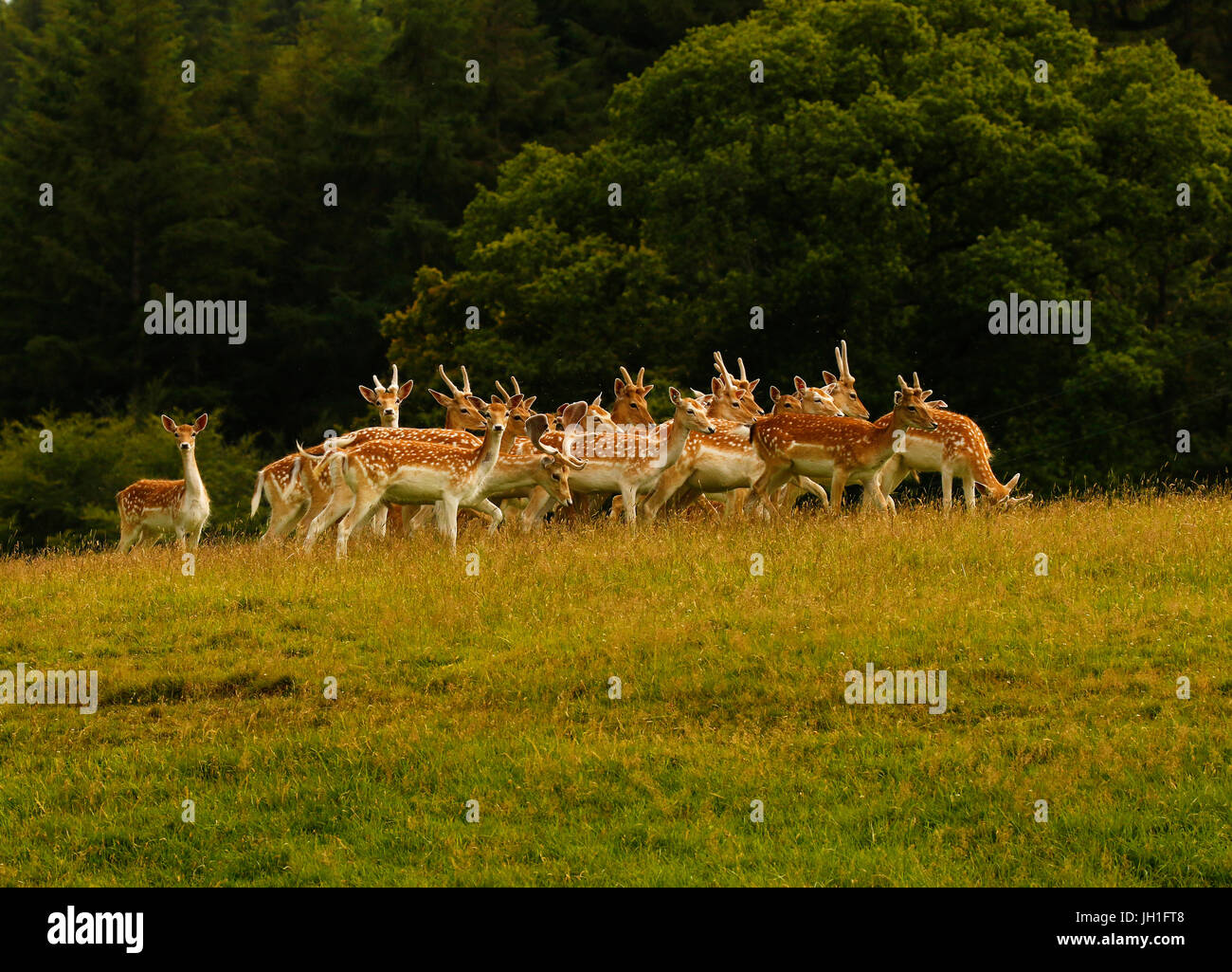 Magnificent fallow deer in a parkland setting in spotty summer coats ...