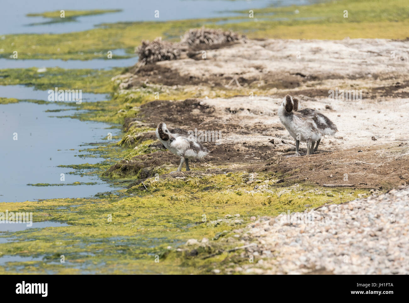 Three Shelduck chick (Tadorna tadorna) preening Stock Photo - Alamy