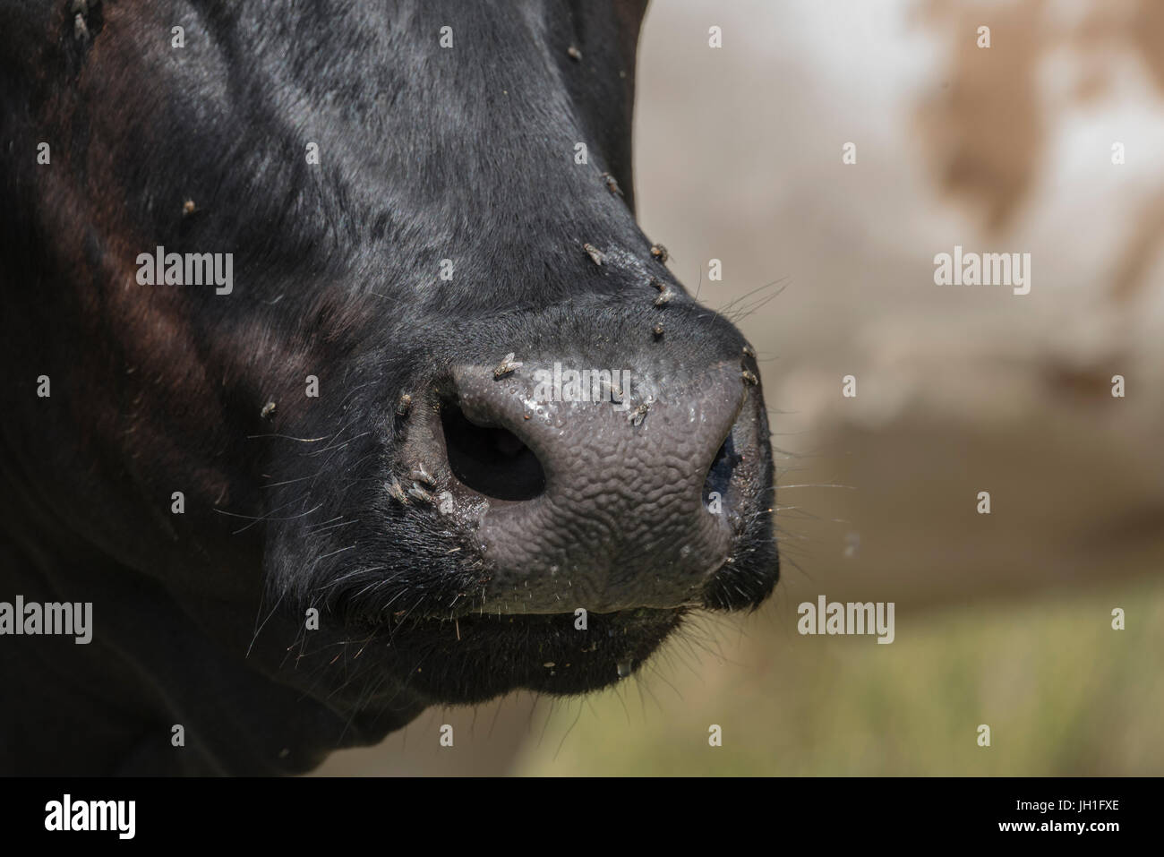 The nose of a cow Stock Photo - Alamy