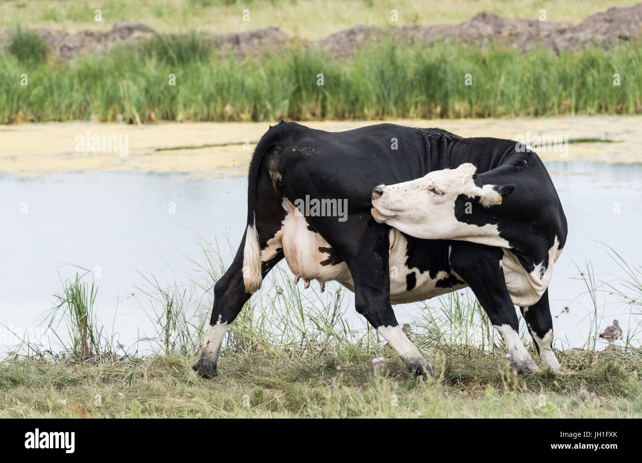 A cow licking herself Stock Photo - Alamy