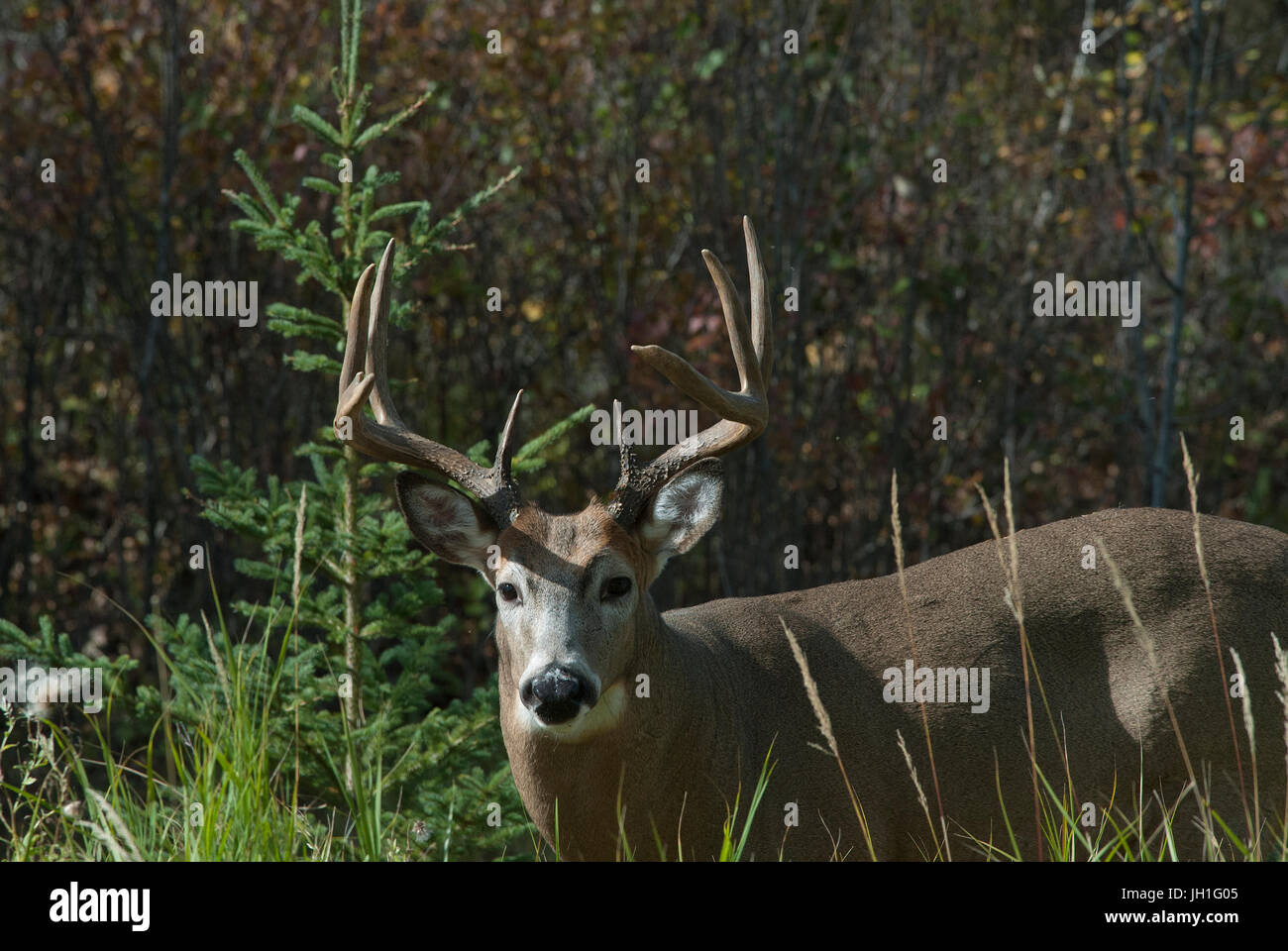White tail deer buck (Odocoileus virginianus) in the forest, Whiteshell ...