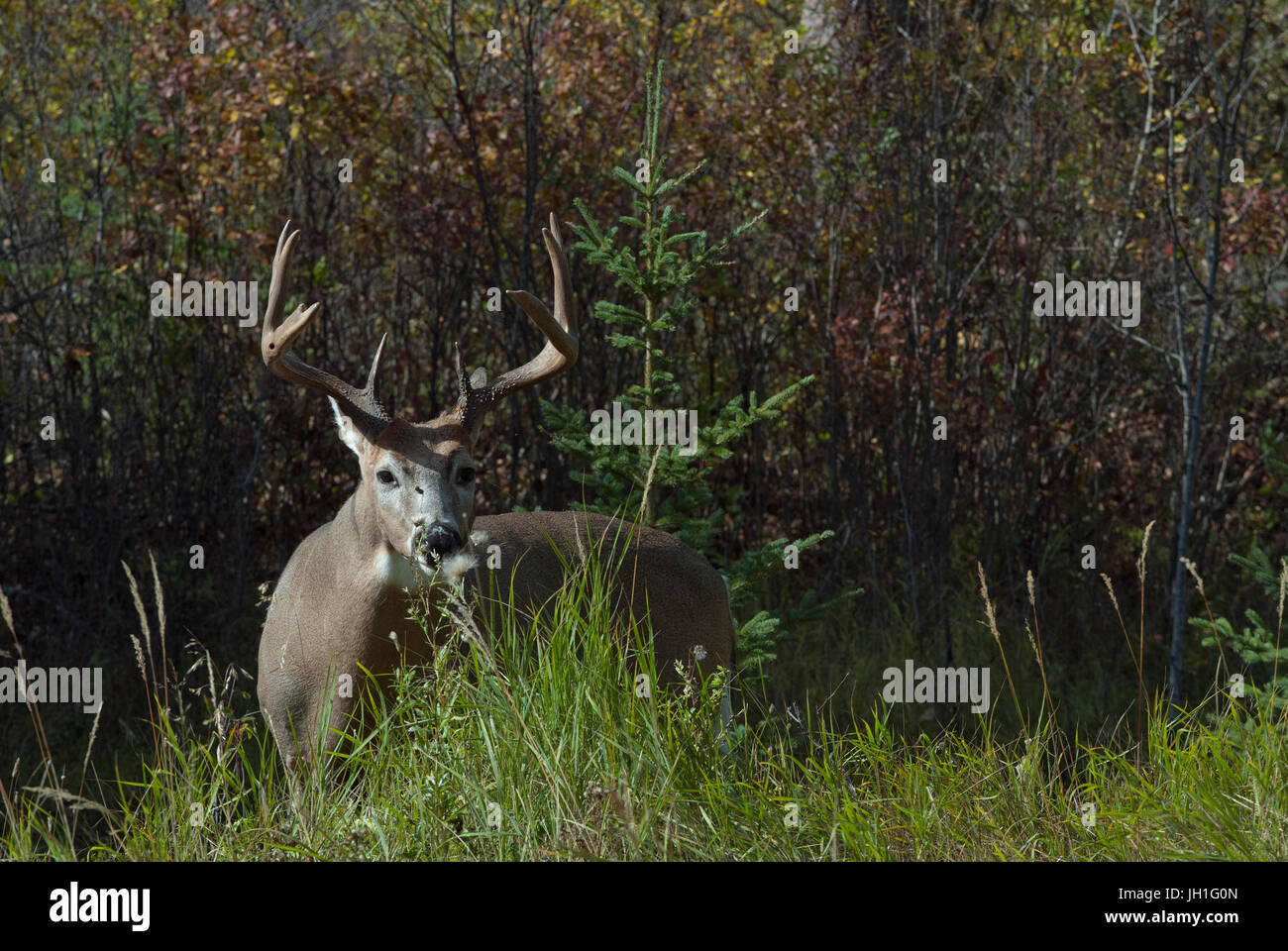 White tail deer buck (Odocoileus virginianus) in the forest, Whiteshell ...