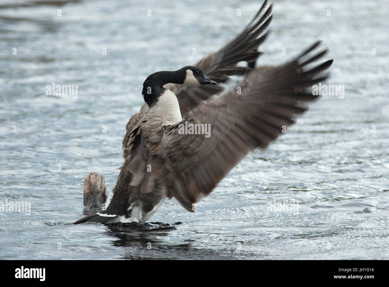 Provincial bird of manitoba hi-res stock photography and images - Alamy