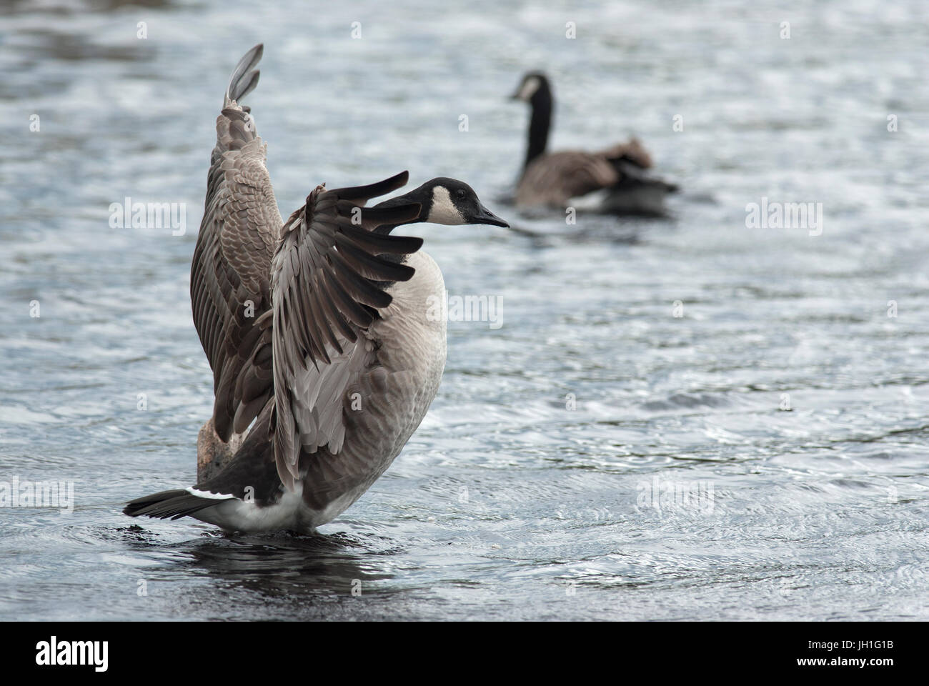 Provincial bird of manitoba hi-res stock photography and images - Alamy