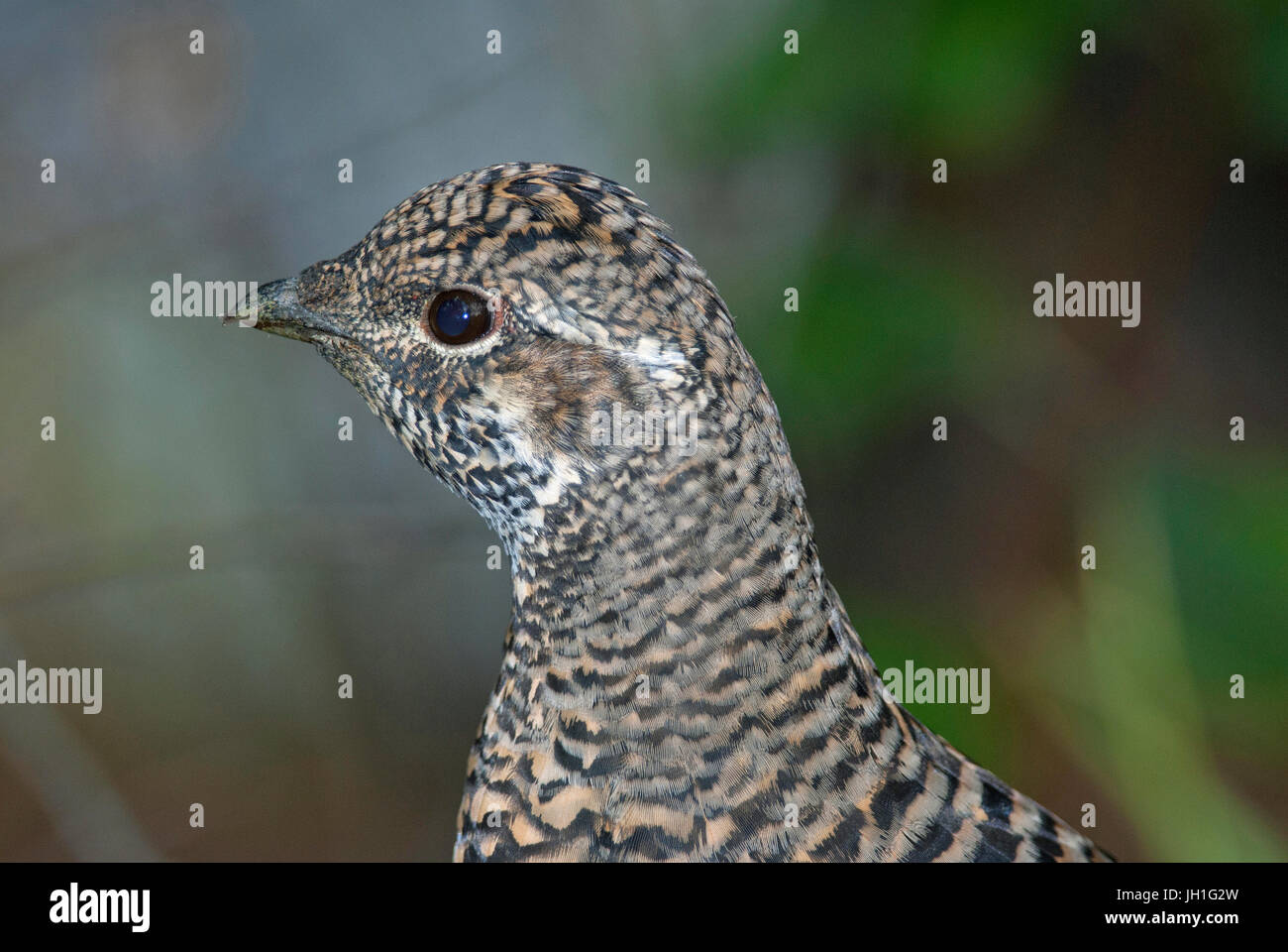 Provincial Bird Of Manitoba High Resolution Stock Photography and ...