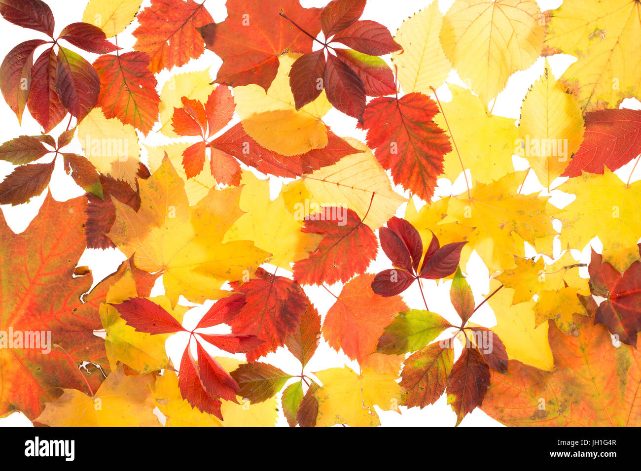 Dead hawthorn leaf hi-res stock photography and images - Alamy