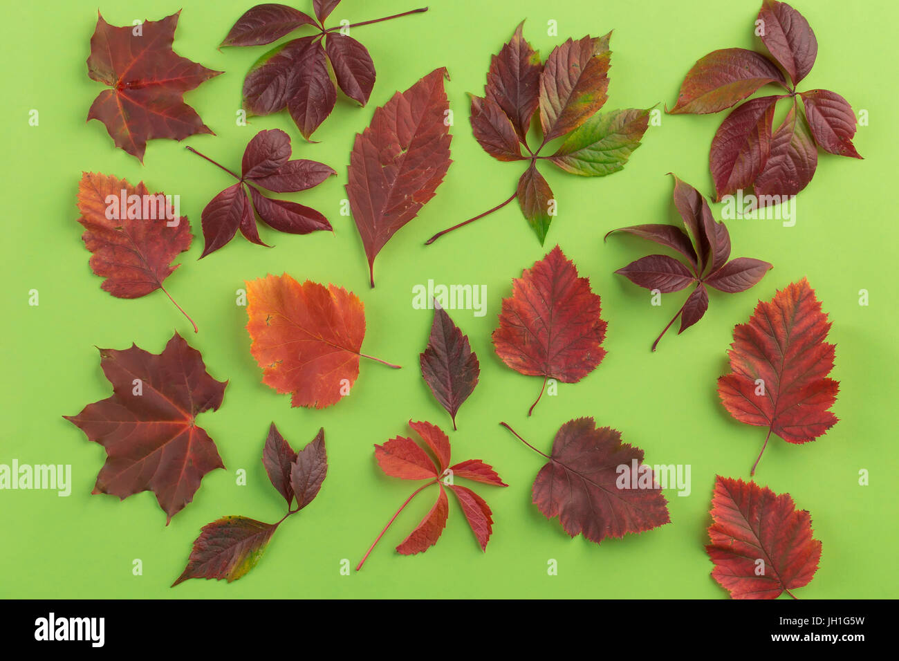 Dead hawthorn leaf hi-res stock photography and images - Alamy