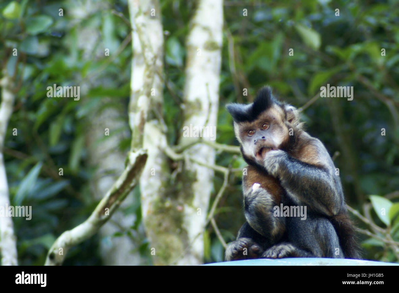 Animal, Monkey-nail, Forest Tijuca, Cristo Redentor, Rio de Janeiro ...