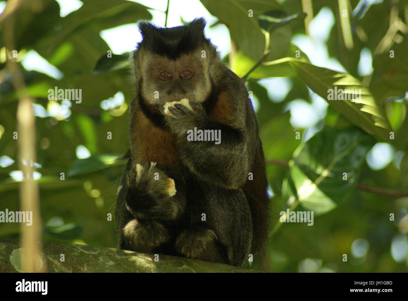 Animal, Monkey-nail, Forest Tijuca, Cristo Redentor, Rio de Janeiro ...