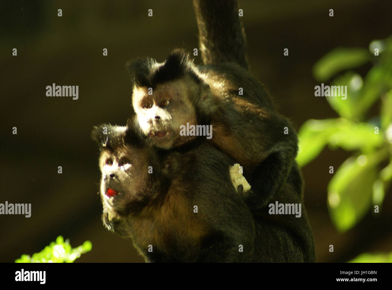 Animal, Monkey-nail, Forest Tijuca, Cristo Redentor, Rio de Janeiro ...