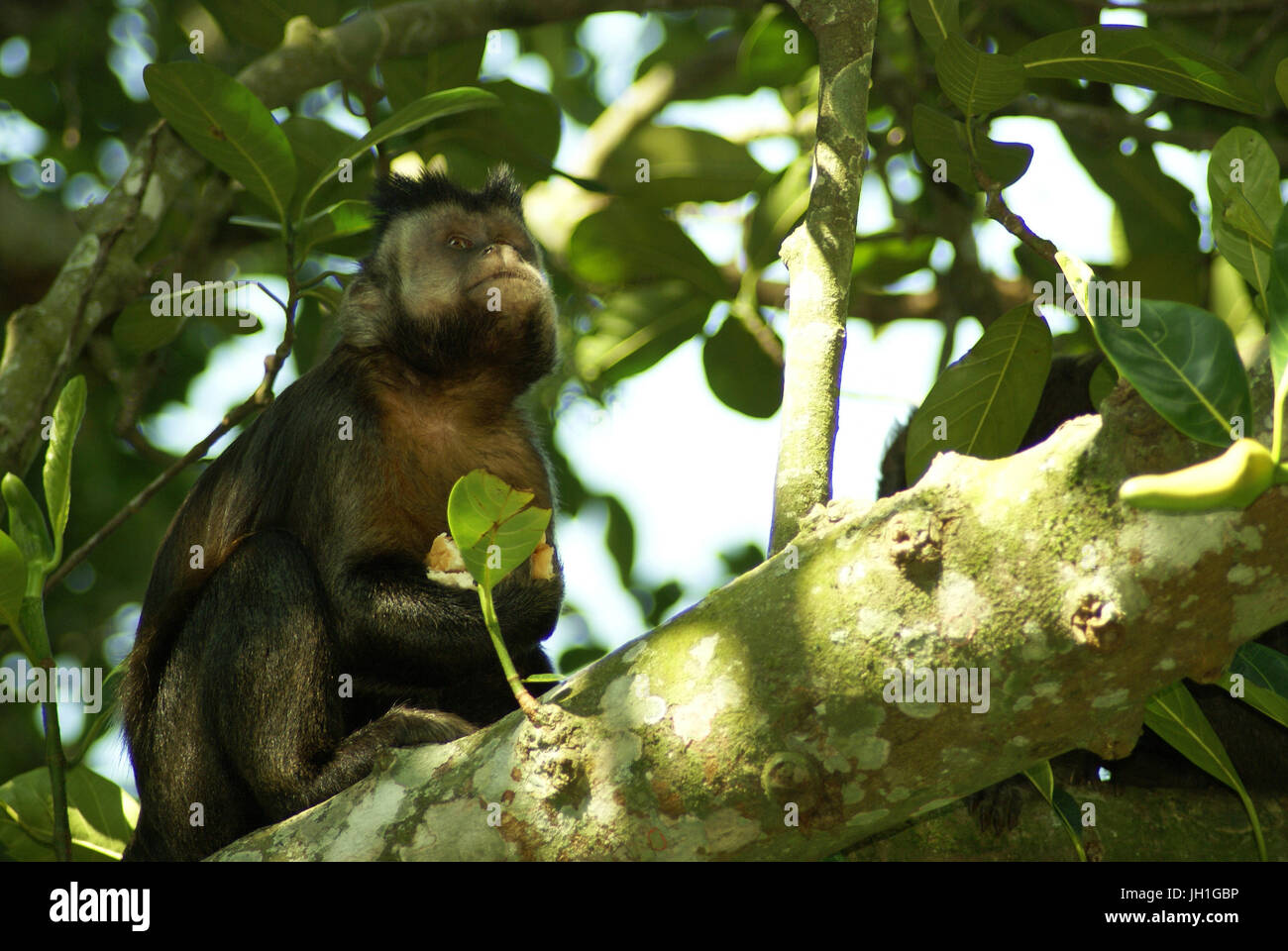 Animal, Monkey-nail, Forest Tijuca, Cristo Redentor, Rio de Janeiro ...
