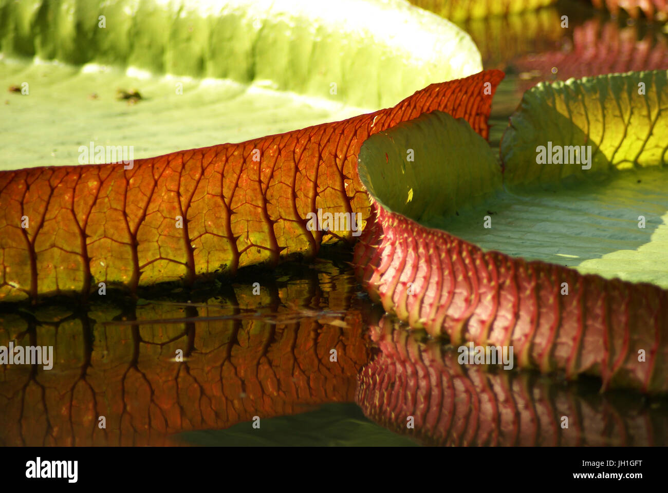 Aquatic forest hi-res stock photography and images - Alamy