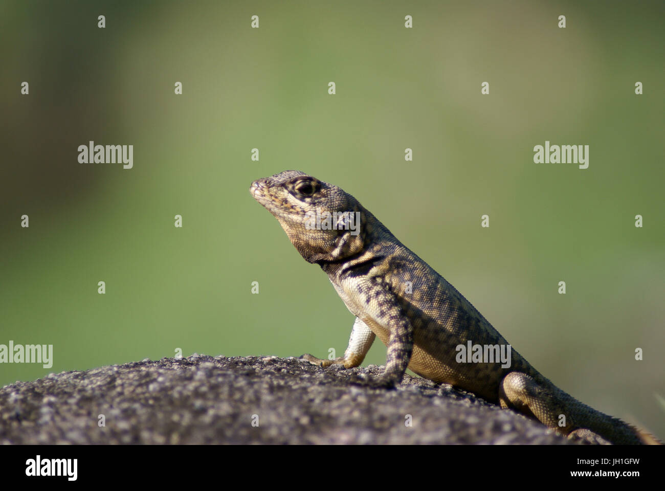 Red blue and green iguana hi-res stock photography and images - Alamy