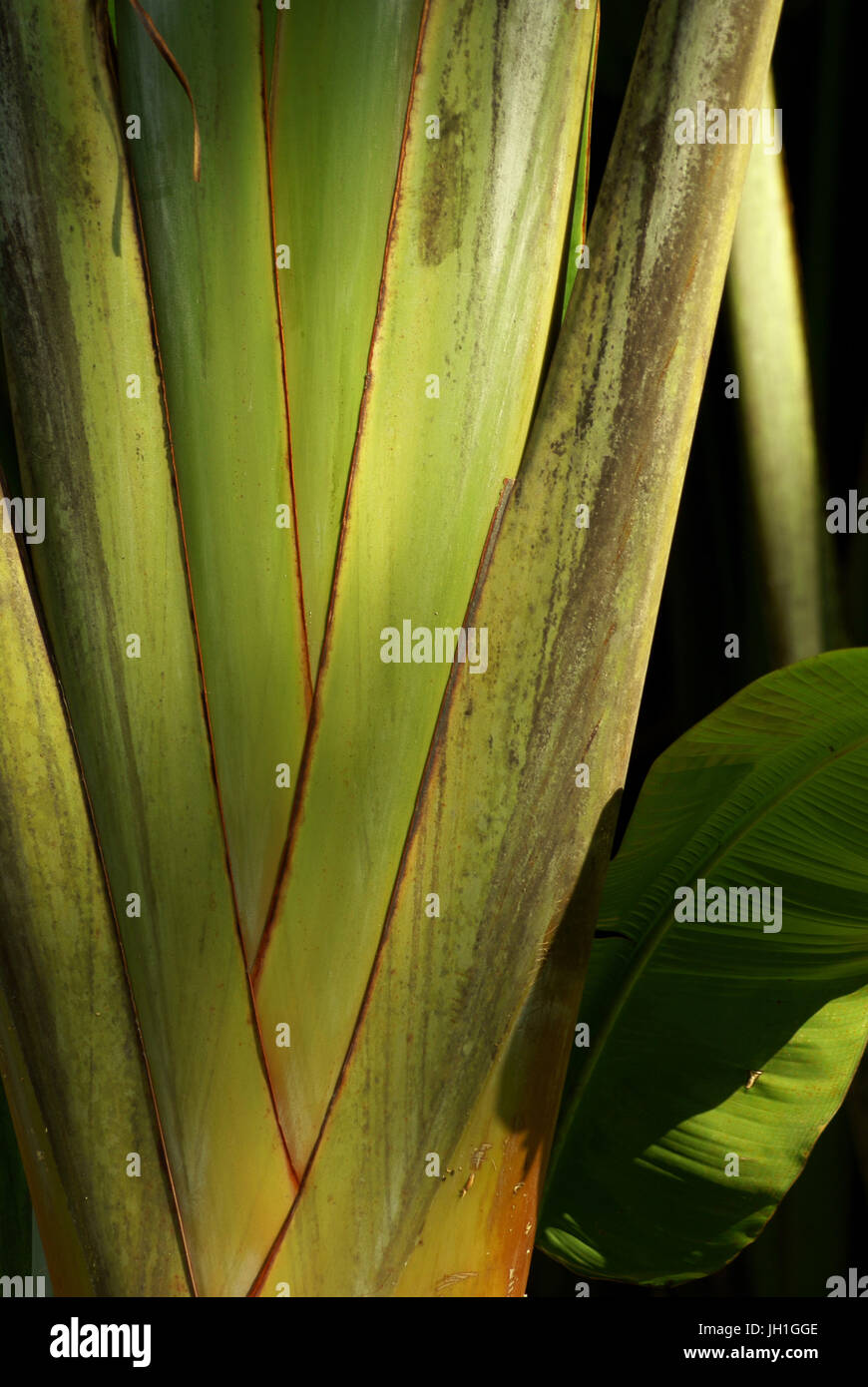 Nature, forest, City, Rio de Janeiro, Brazil Stock Photo - Alamy