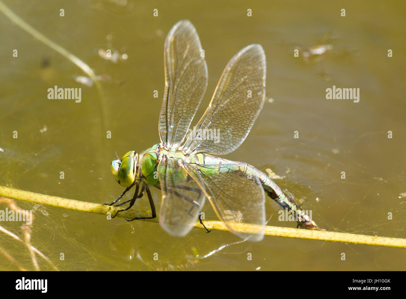 Emperor Dragonfly, Anax imperator. Female ovipositing, laying eggs ...