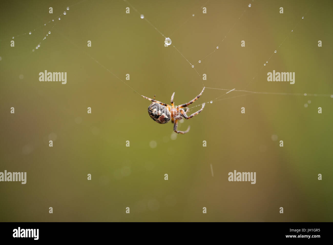 A small spider in a summer forest. Macro shallow depth of field photo ...