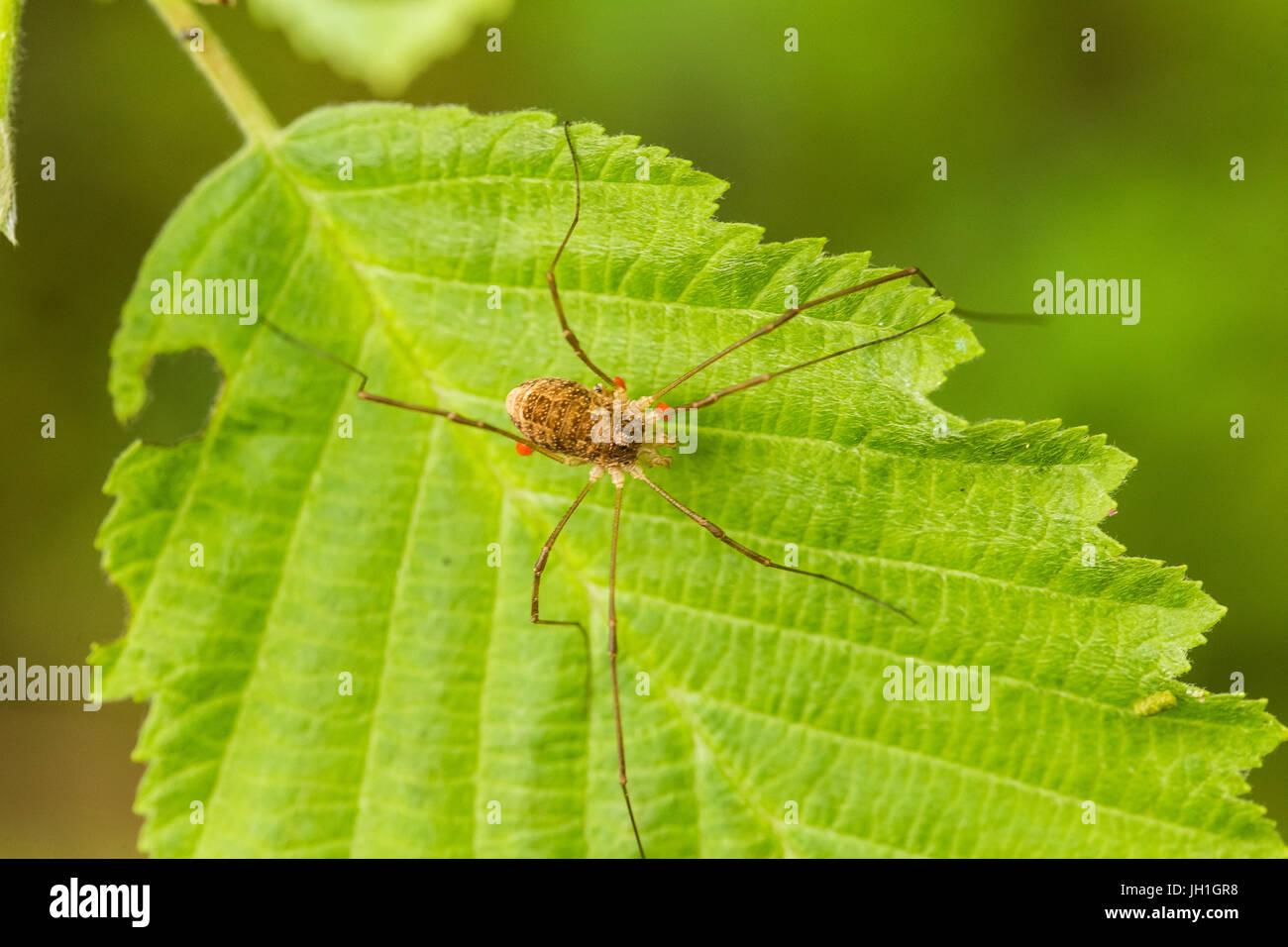 A small spider in a summer forest. Macro shallow depth of field photo ...