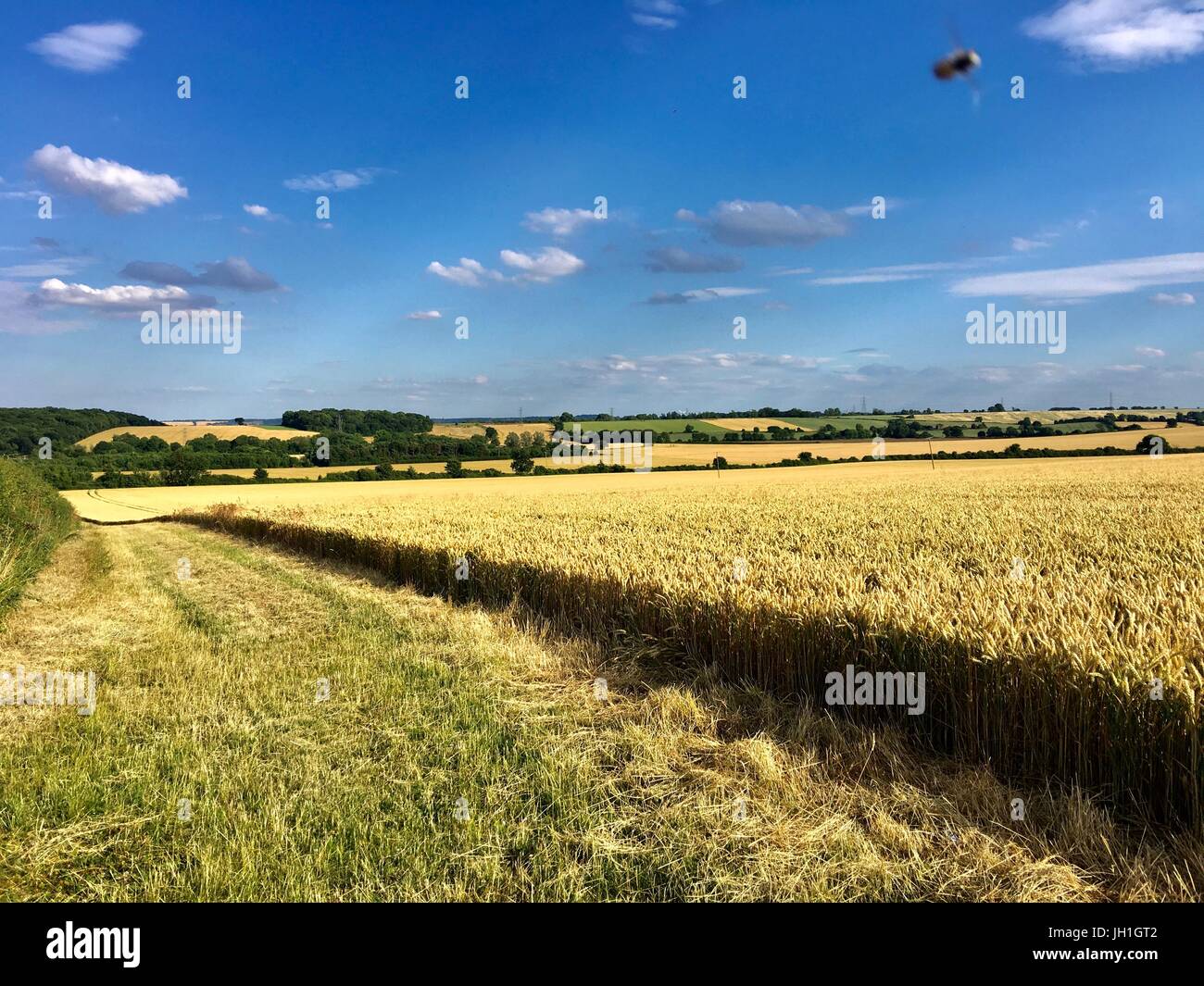 Big yellow fields on the village. Countryside concept. Bedford, England ...