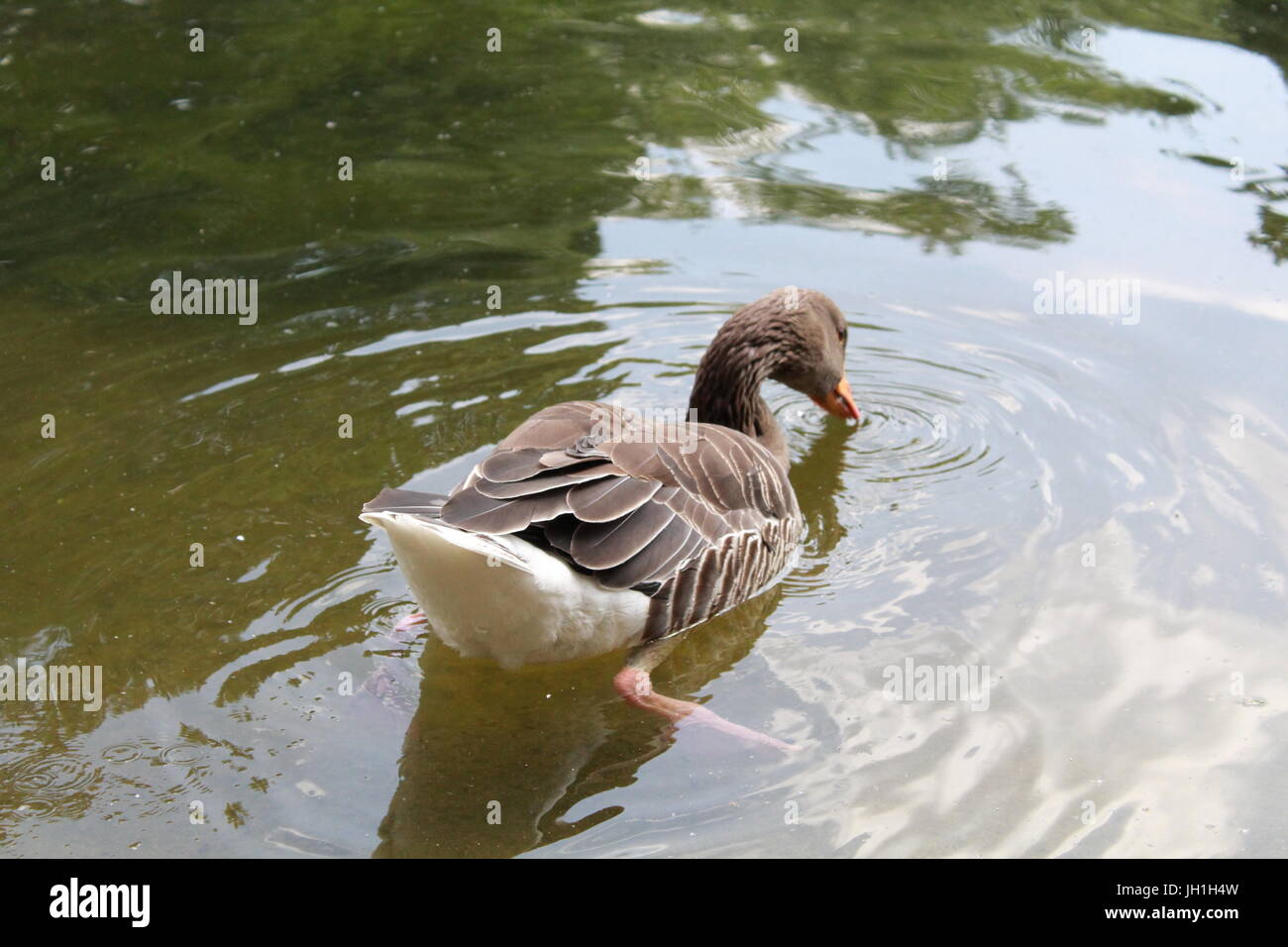 Drinking goose swimming in a lake Stock Photo - Alamy