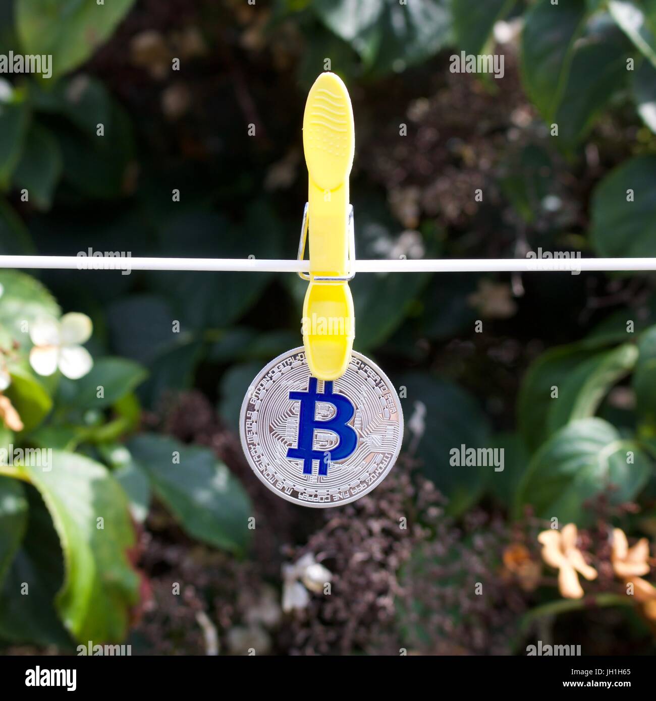 Digital currency physical silver bitcoin coin with blue sign in garden ...