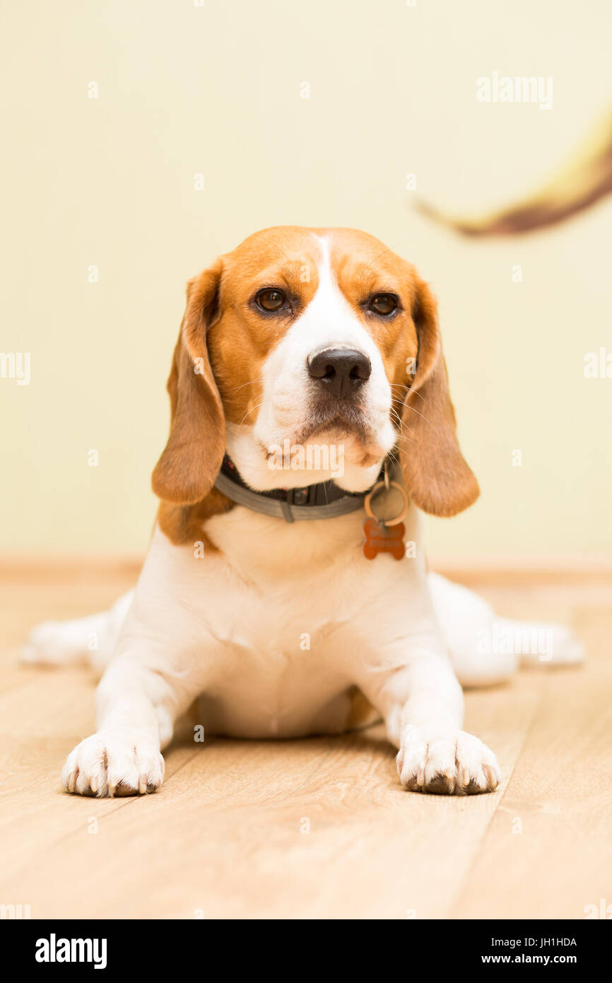 beagle dog at the age of 2 years, a female lying on the floor and ...