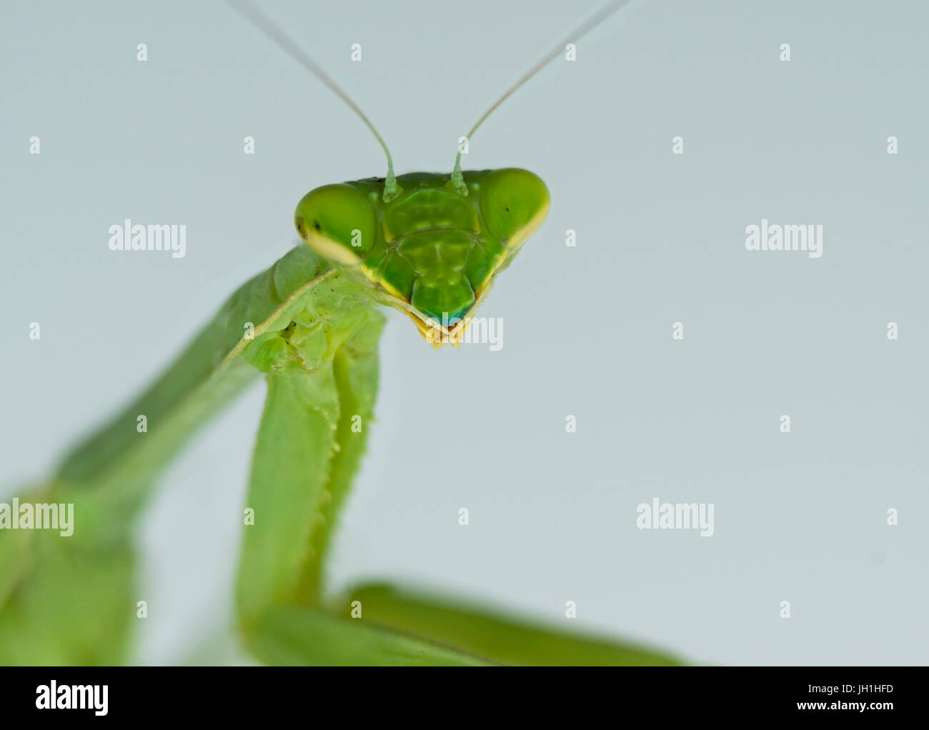 Closeup of a Praying Mantis Stock Photo - Alamy