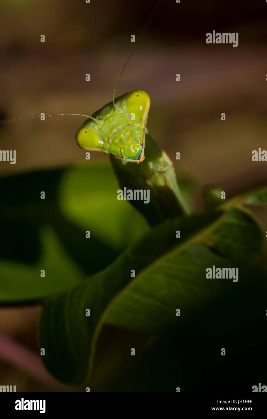 Closeup of a Praying Mantis Stock Photo - Alamy