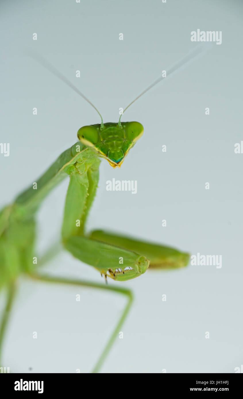 Closeup of a Praying Mantis Stock Photo - Alamy