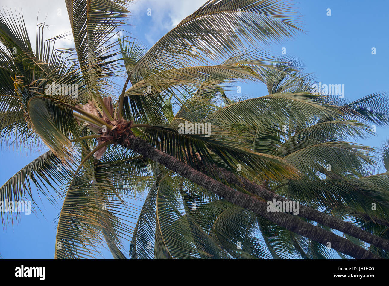 Tropical palm trees Stock Photo - Alamy